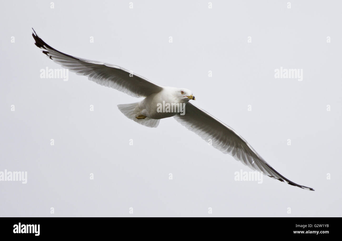 Beautiful isolated image of a flying gull Stock Photo - Alamy