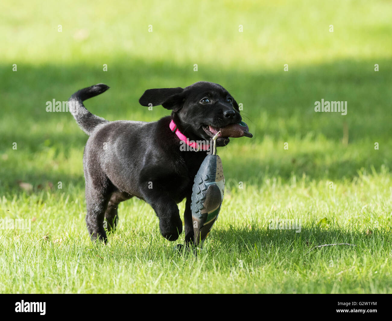 A Black Lab puppy retrieving a training dummy Stock Photo - Alamy