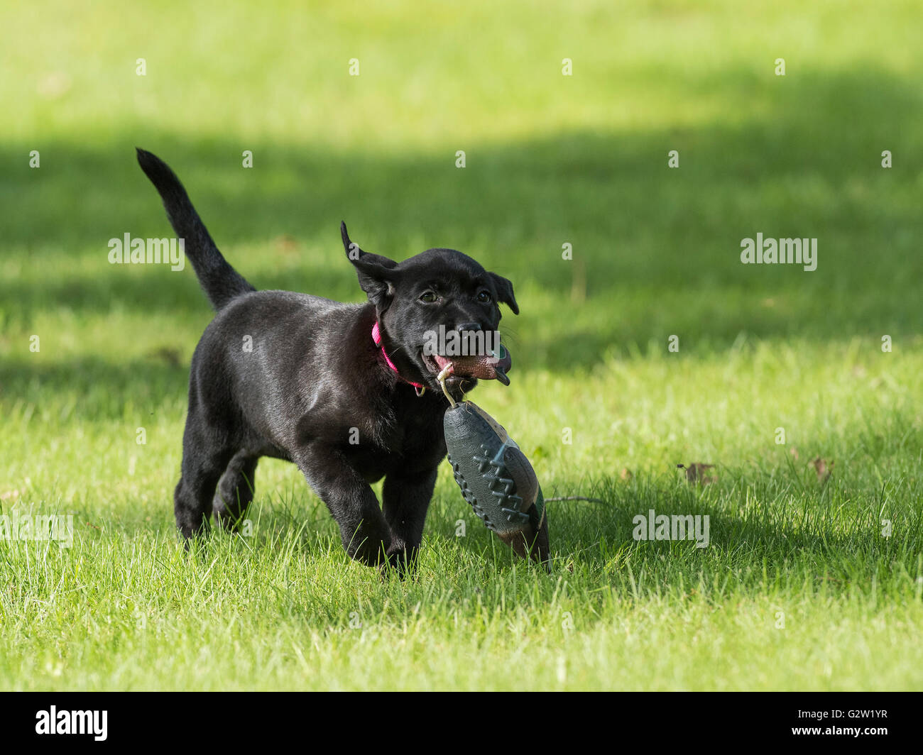 A Black Lab puppy retrieving a training dummy Stock Photo - Alamy