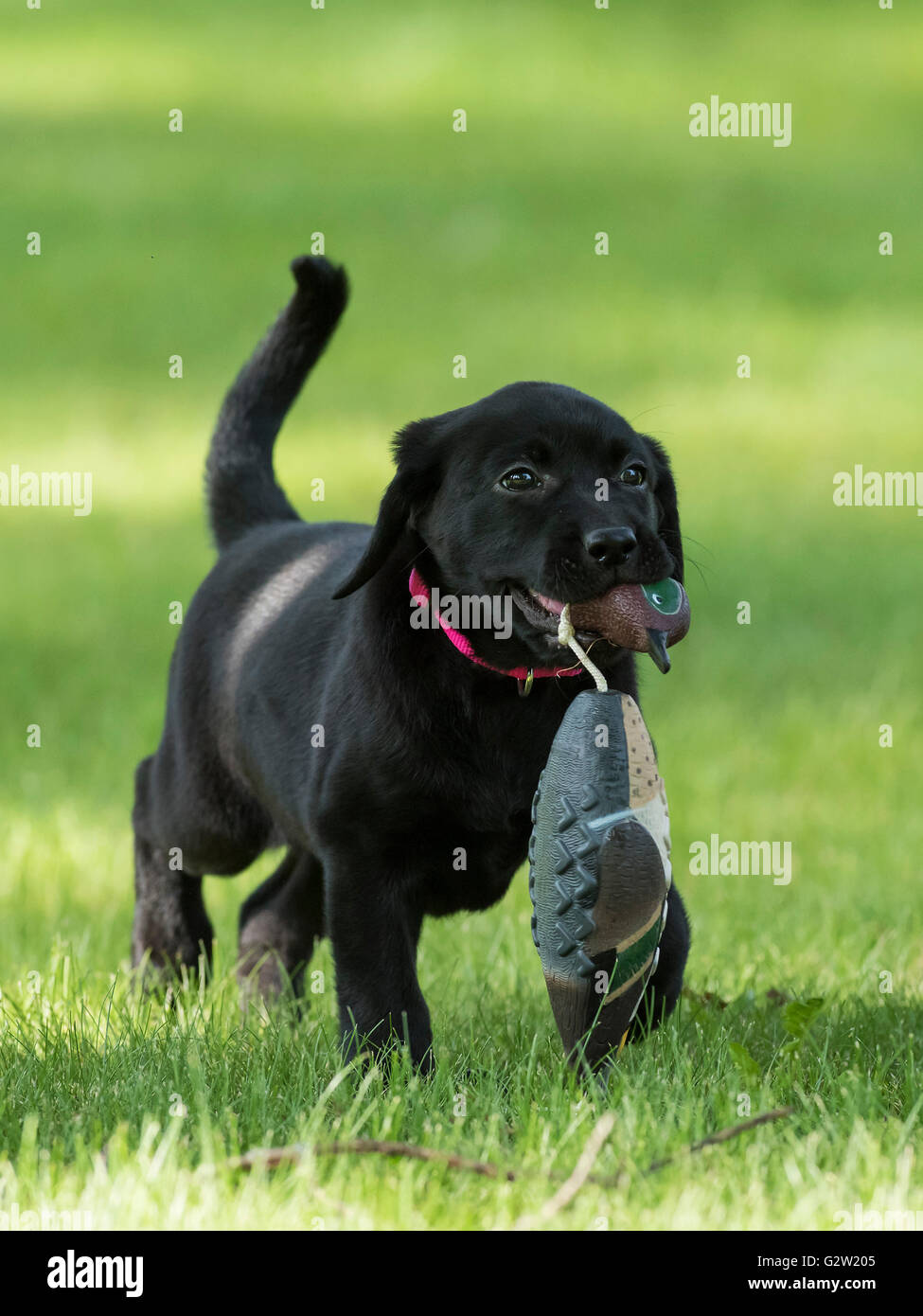 A Black Lab puppy retrieving a training dummy Stock Photo - Alamy