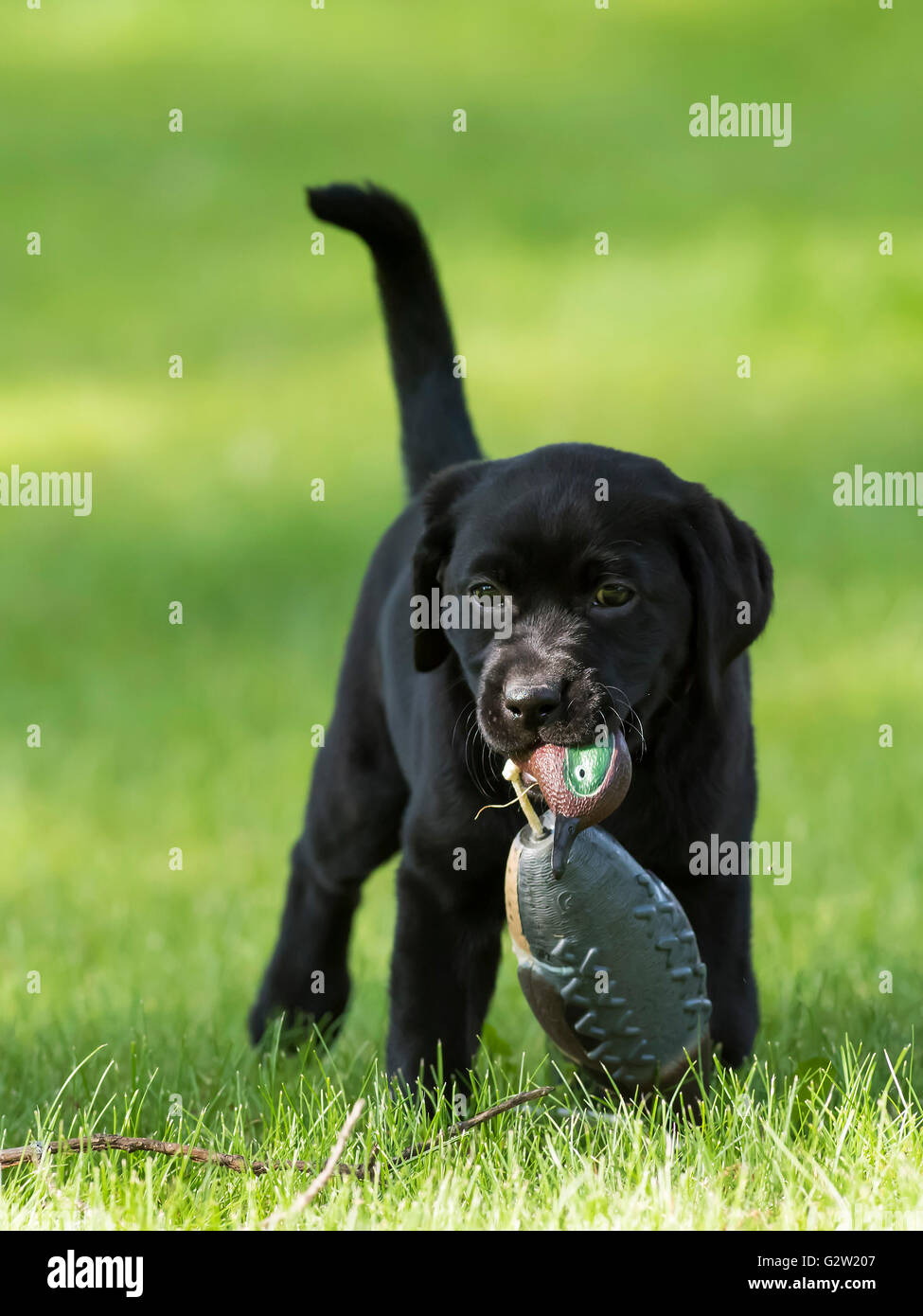 A Black Lab puppy retrieving a training dummy Stock Photo - Alamy