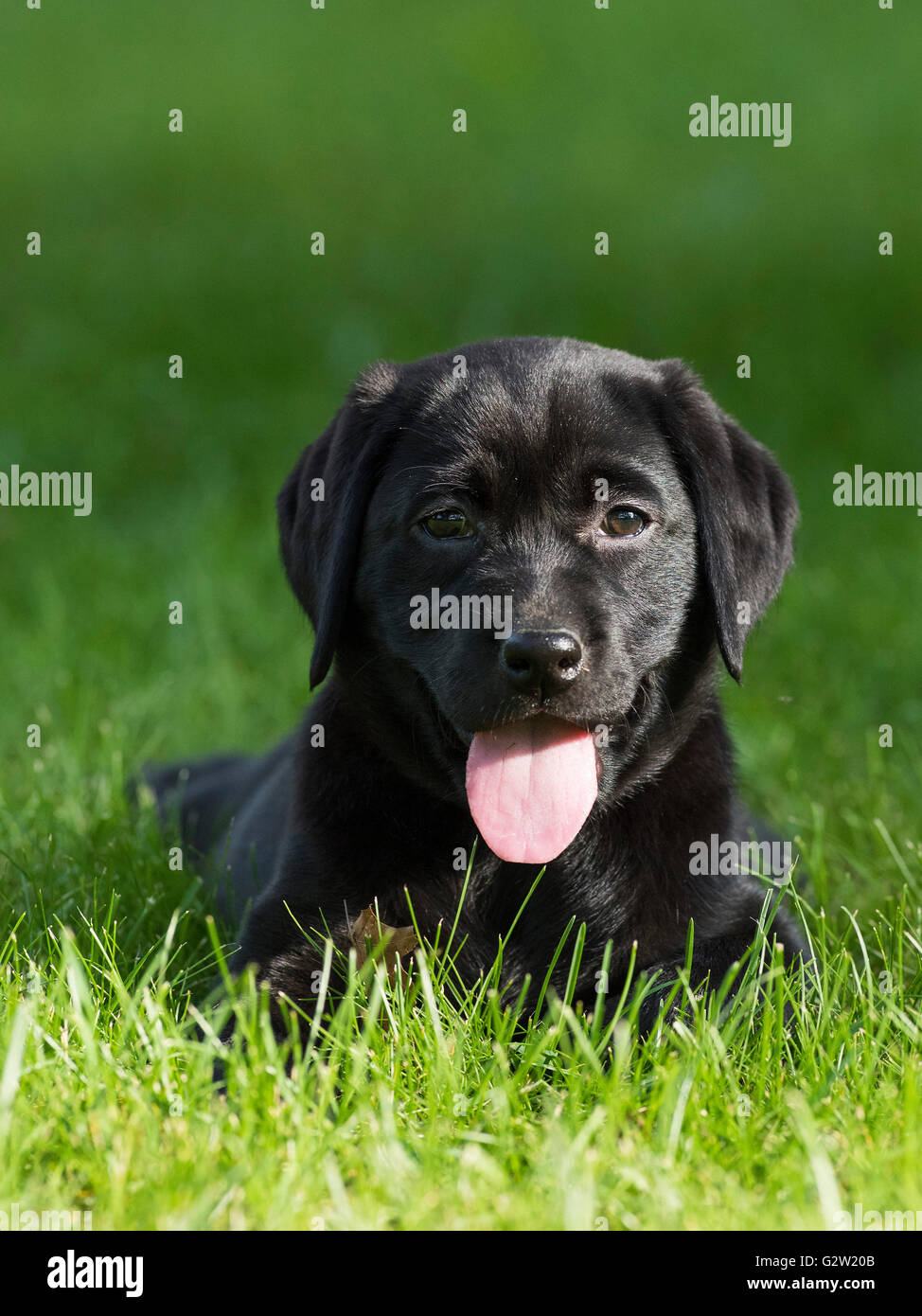 A young Black Labrador Retriever Stock Photo - Alamy