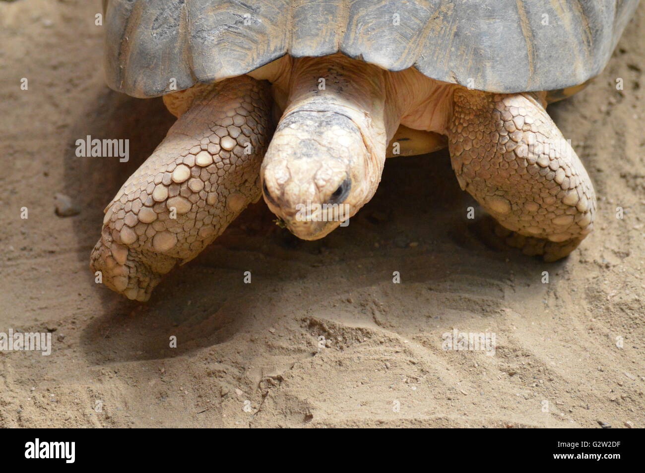 Curious tortoise hi-res stock photography and images - Alamy