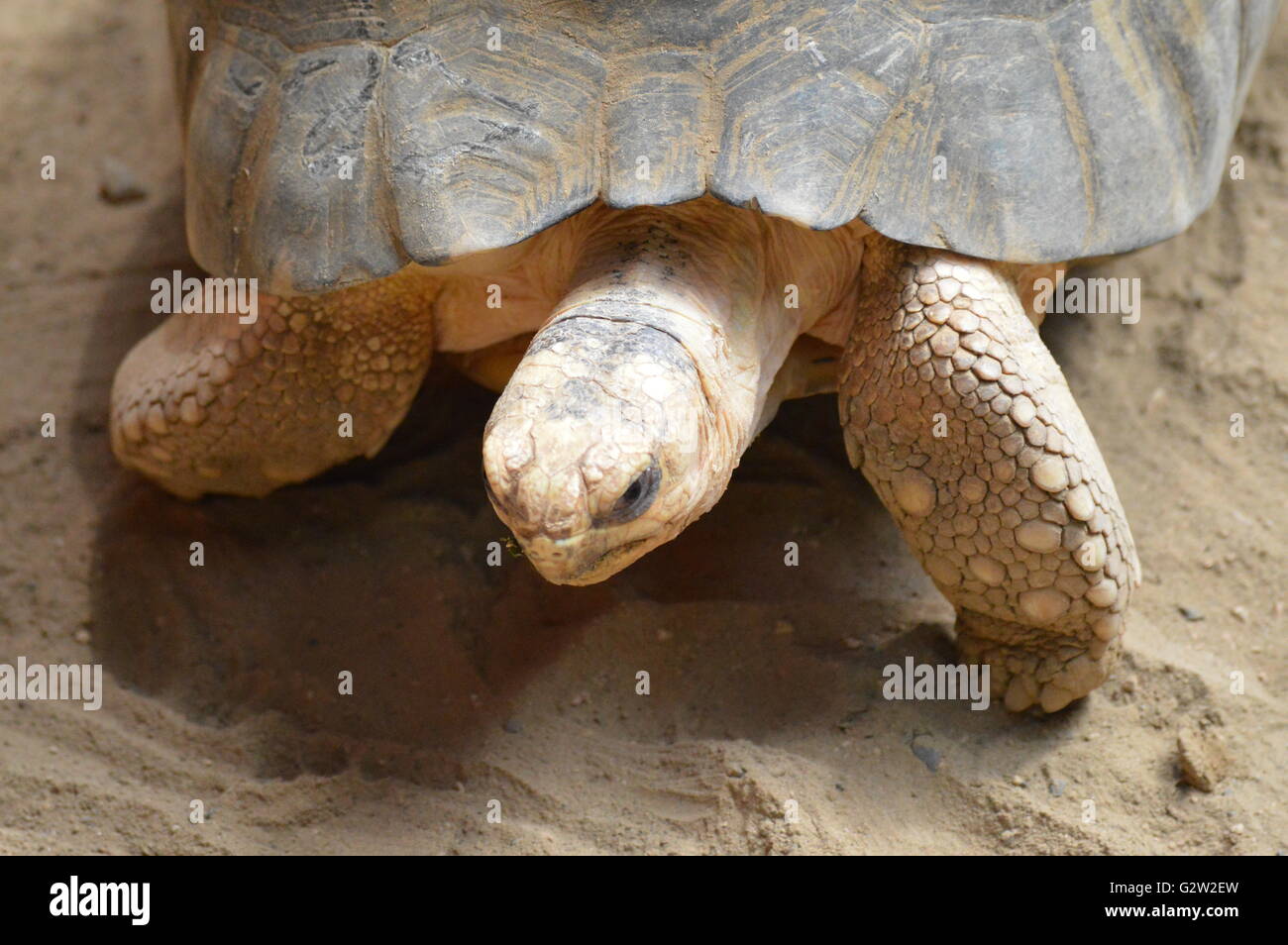 Wild radiated tortoise hi-res stock photography and images - Alamy