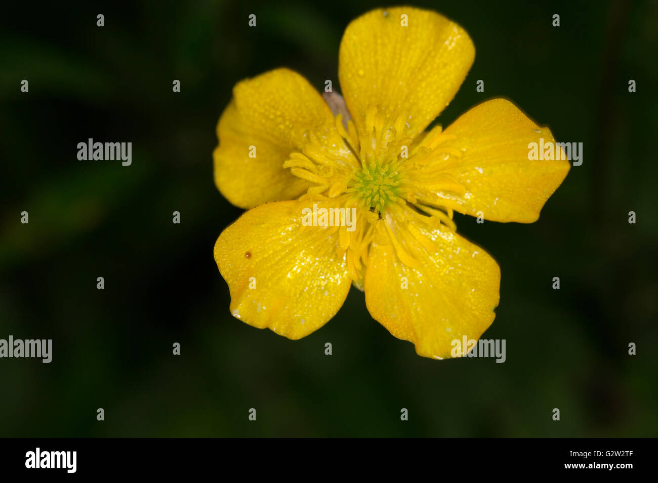 The open flower head of a common Buttercup (Ranunculus) growing wild in ...