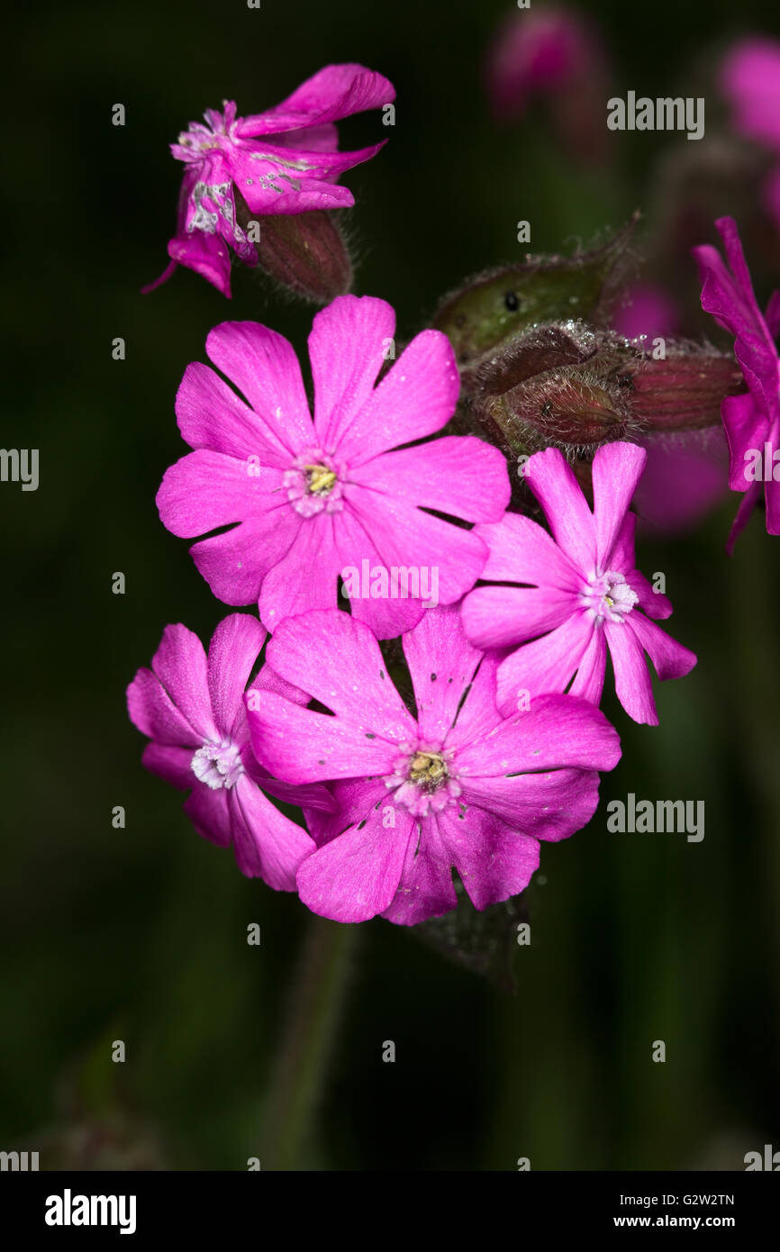 A macro image of the flower head of the Common Mallow (Malva sylvestris ...