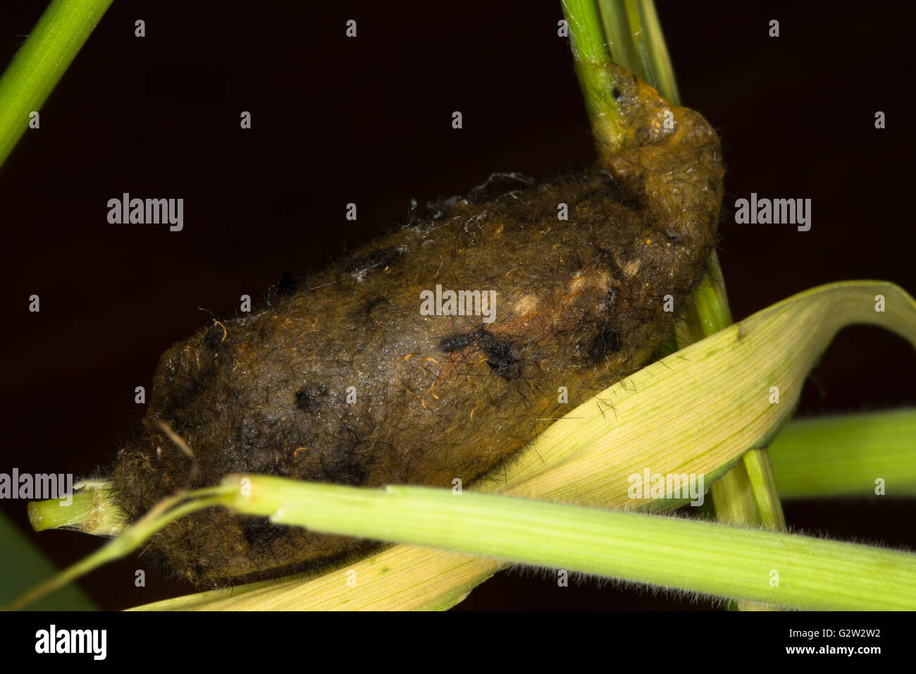 Drinker Moth (Euthrix potatoria) in Pupa form taken in Durham, England ...