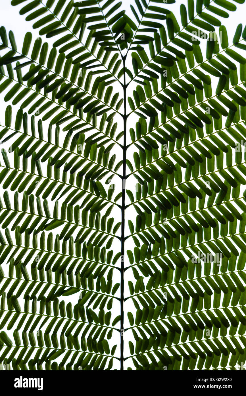 Detail of a structure of a fern leaf isolated and back lighted Stock ...