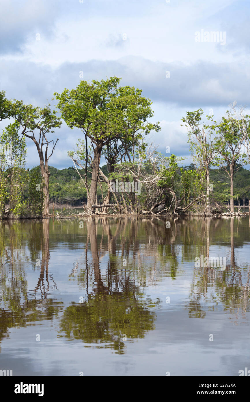 Detail of a tree and dried branches at amazon river with local ...