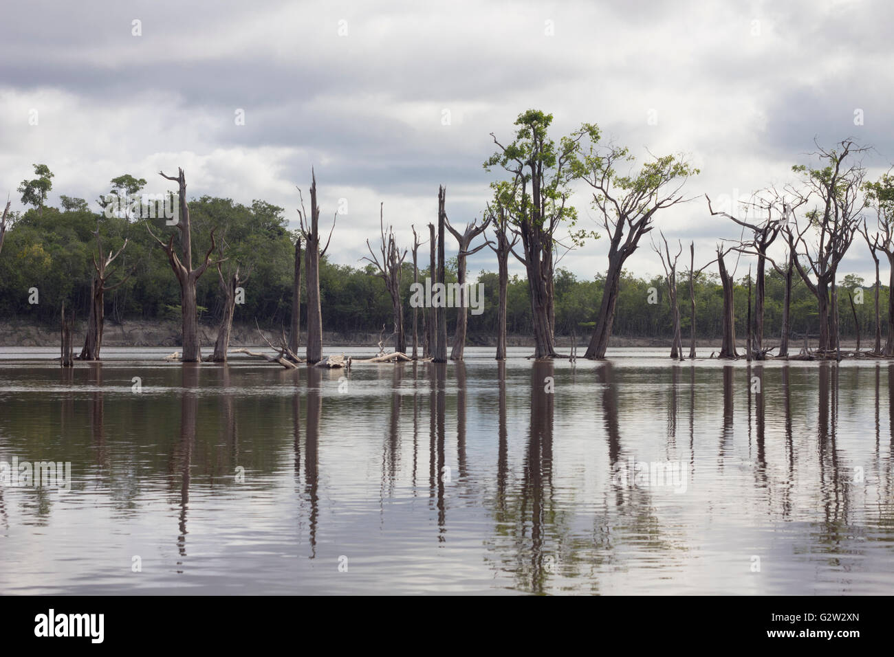 View of amazon river and local vegetation with dried trees reflected on ...