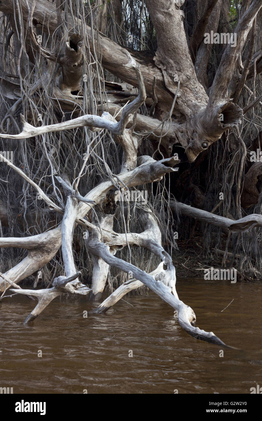 Detail of a dried tree lying on the ground beside the amazon river ...