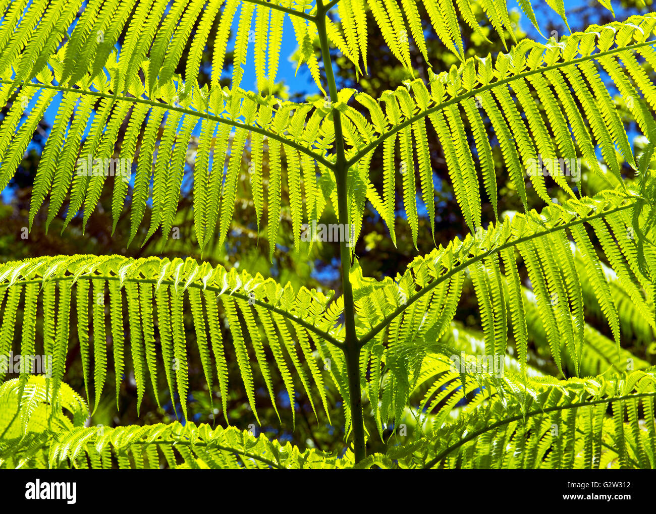 Green fern background makes for cool background Stock Photo - Alamy