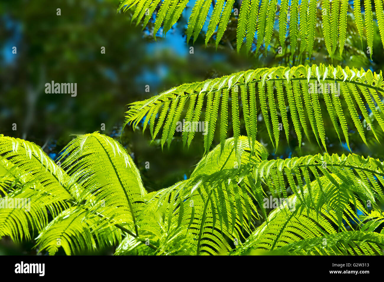 Green fern background makes for cool background Stock Photo - Alamy
