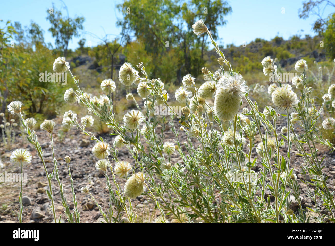 Fluffy flowers of the native Featherhead grass (Ptilotus macrocephalus ...