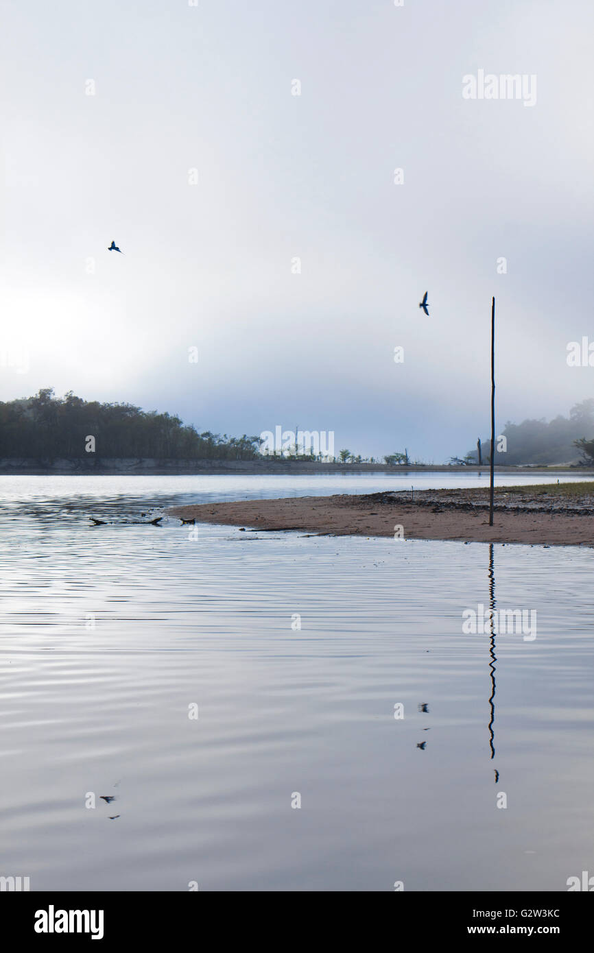 Amazon river birds hi-res stock photography and images - Alamy