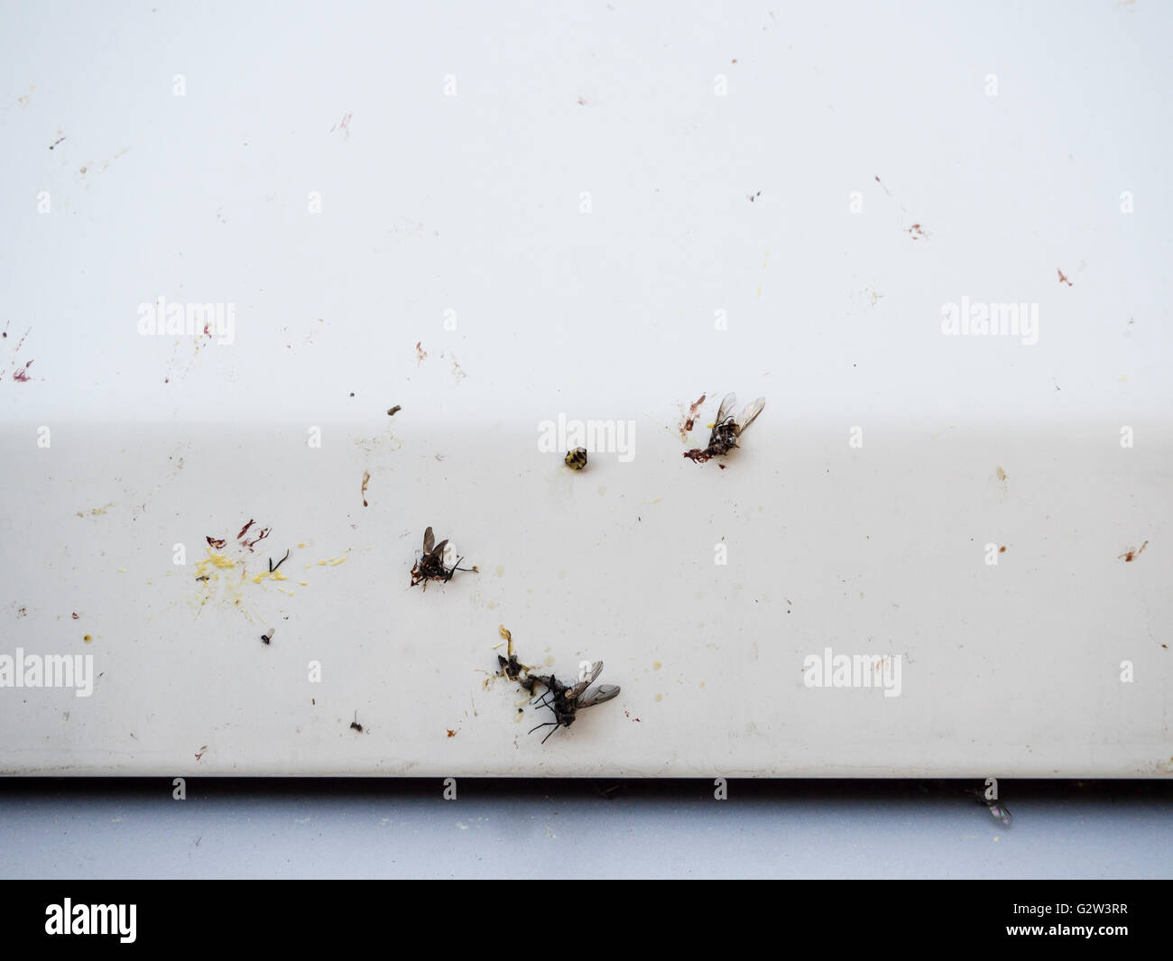 Killed insects hi-res stock photography and images - Alamy