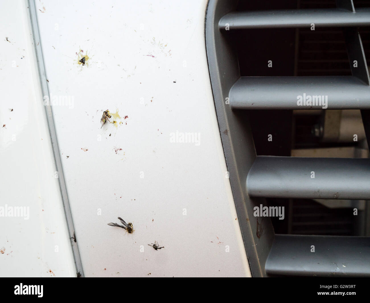 Killed insects hi-res stock photography and images - Alamy