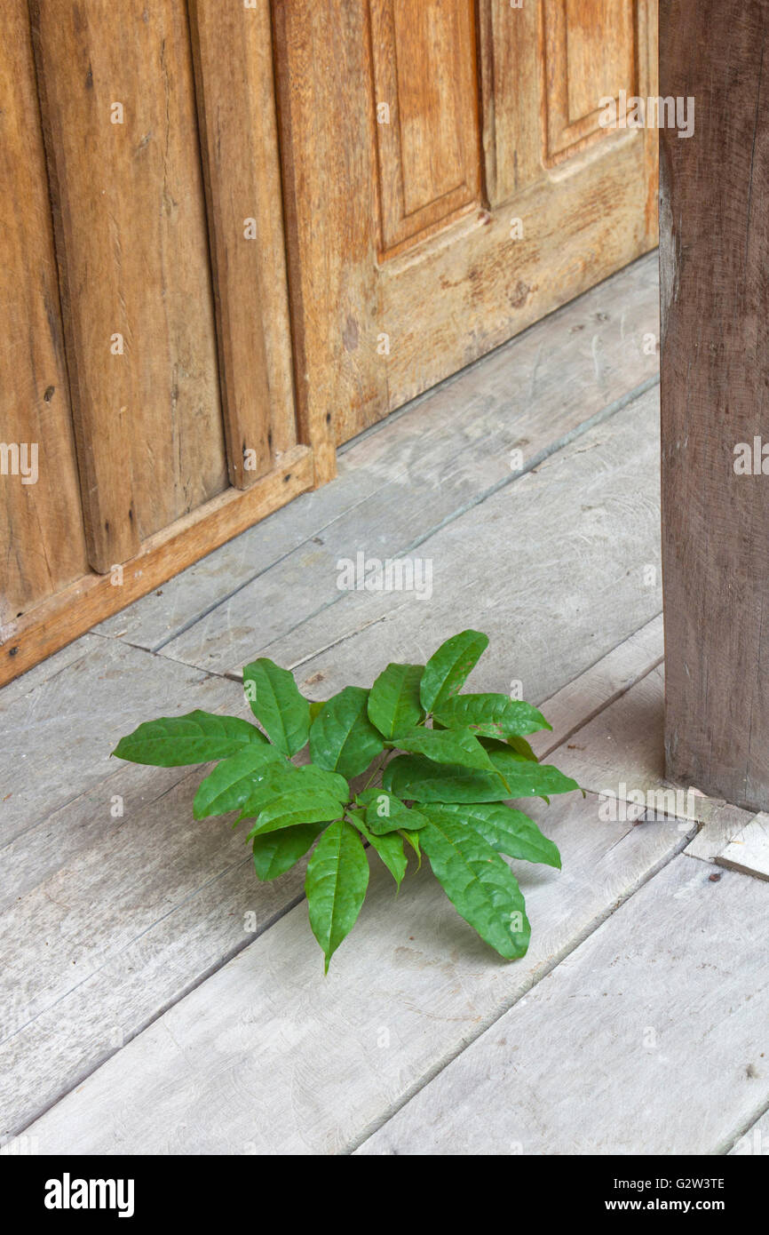 Wild plant grows within the wooden planks of a house. Life`s instinct ...