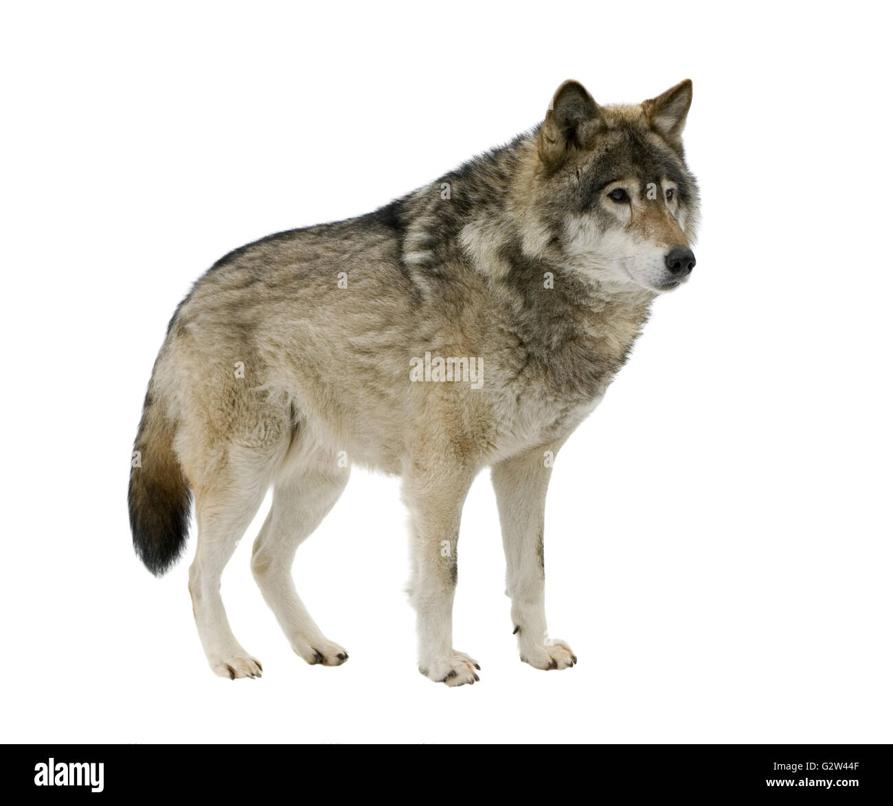 Grey wolf staring at its chase. Isolated on white Stock Photo - Alamy
