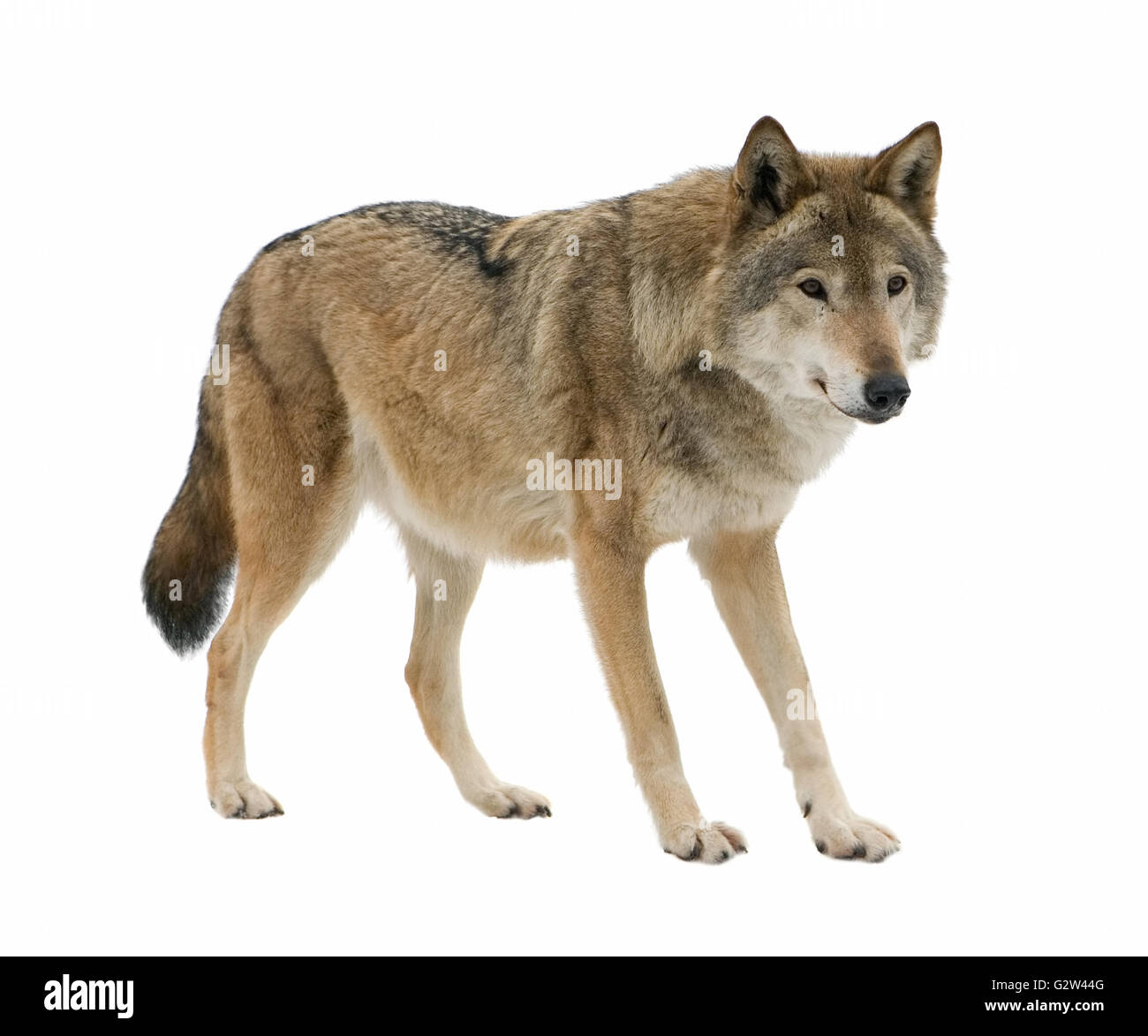 Wolfling Cut Out Stock Images & Pictures - Alamy