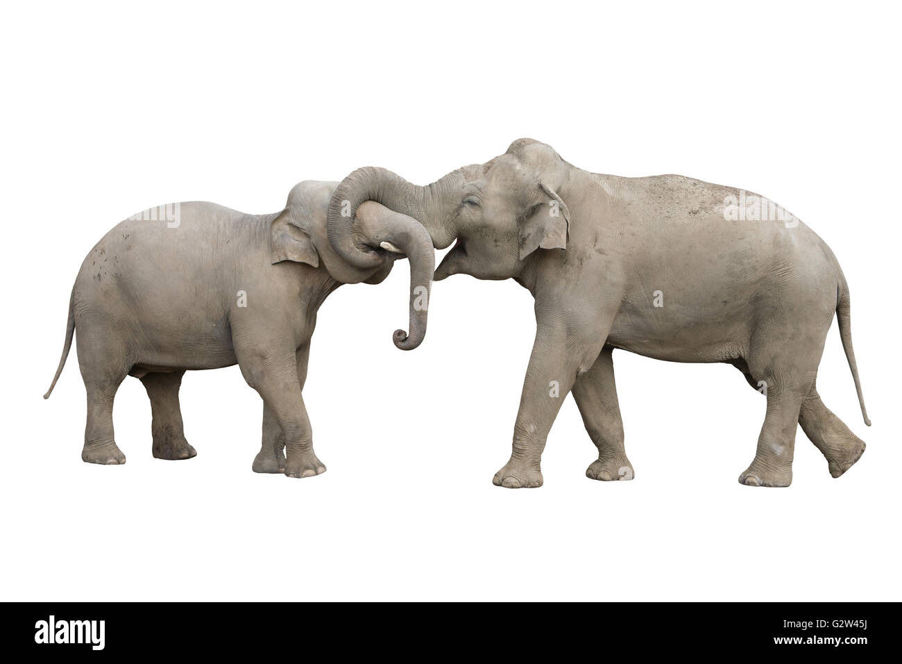 Two elephants isolated on white background Stock Photo - Alamy