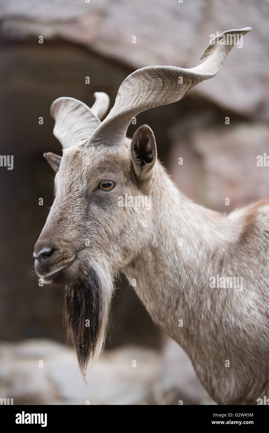 Screw horned goat hi-res stock photography and images - Alamy