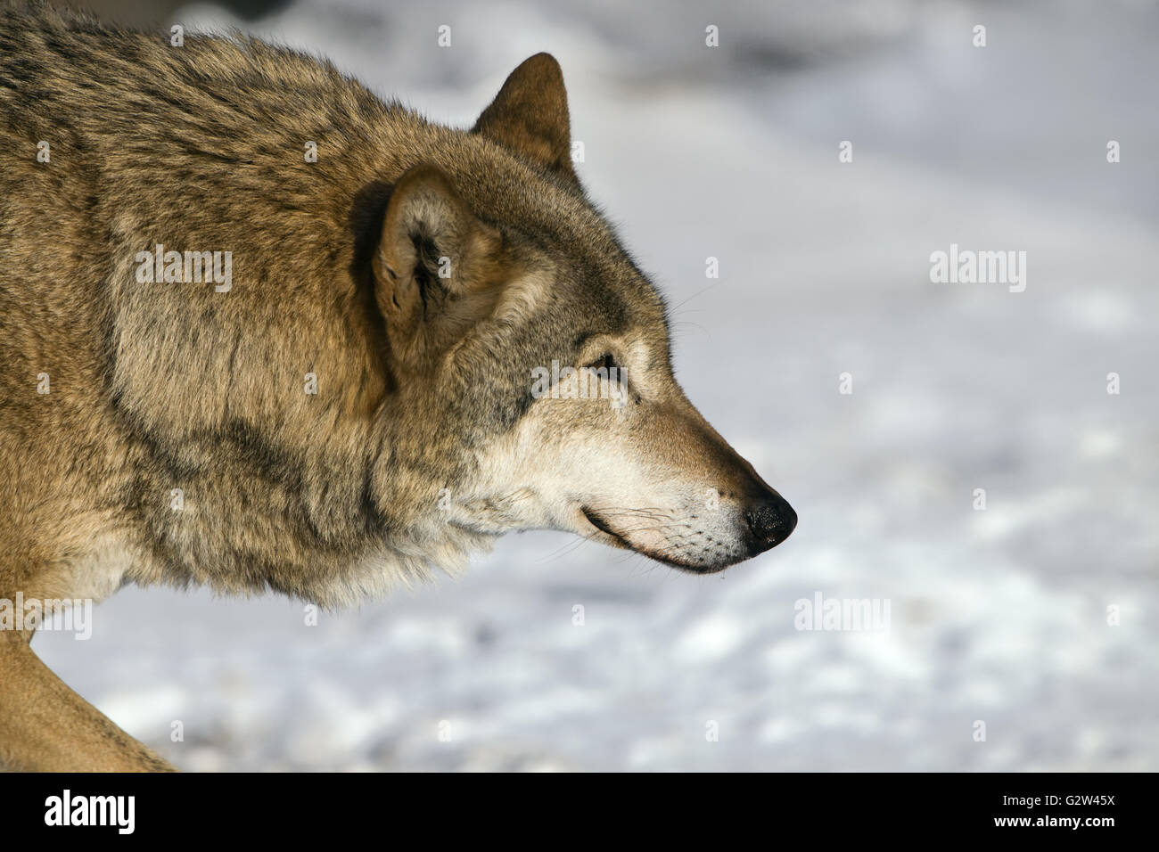 Wild gray wolf chasing its pray in winter forest Stock Photo - Alamy