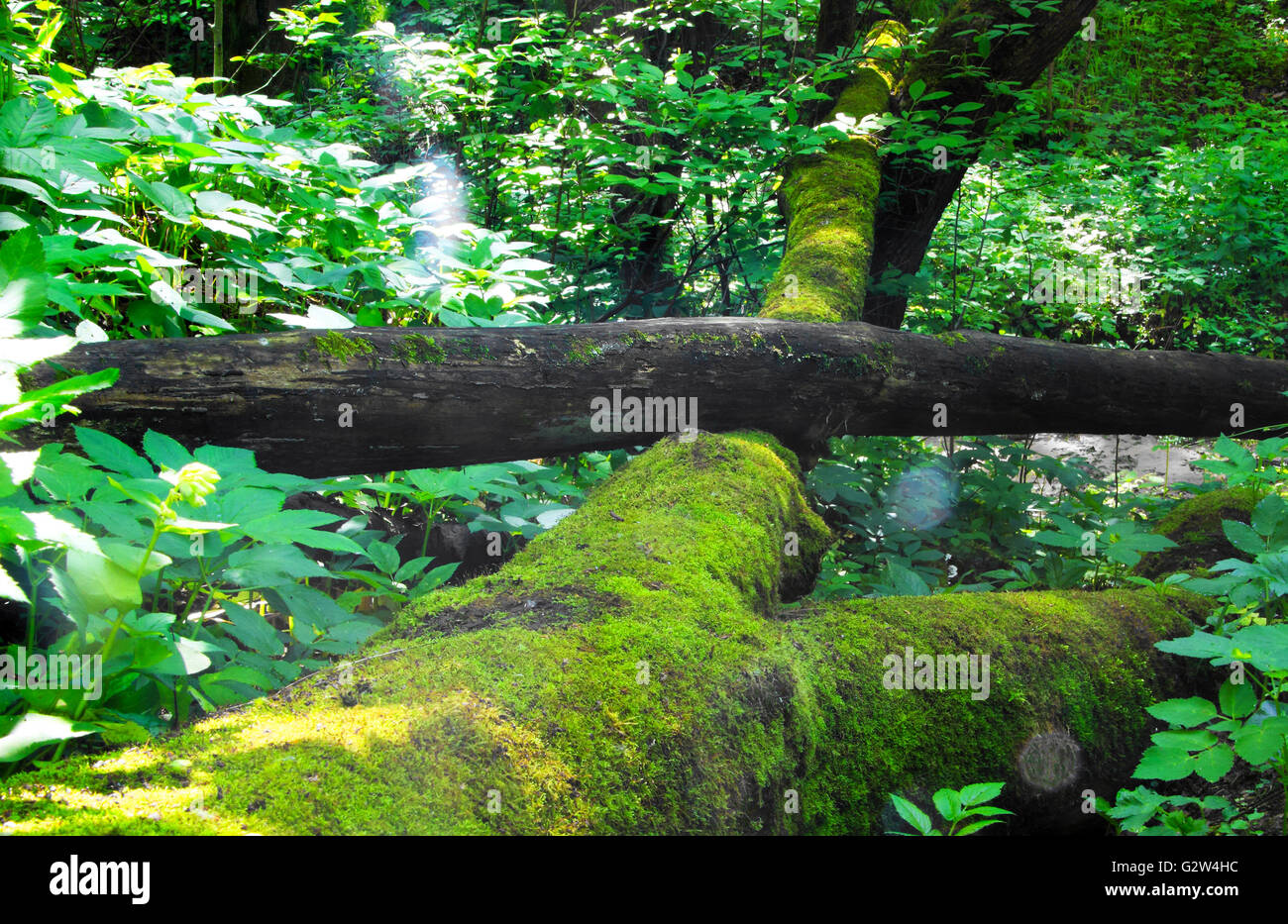 Lifeless forest hi-res stock photography and images - Alamy