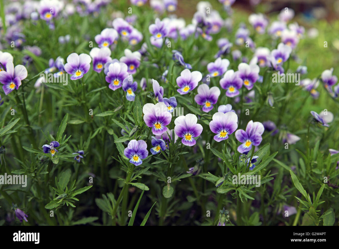 Violet viola tricolor hi-res stock photography and images - Alamy