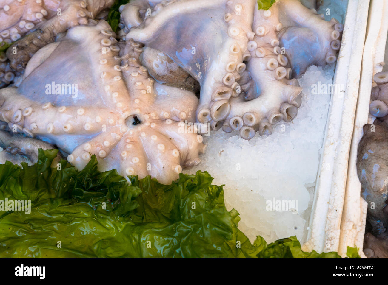 Octopus exposed at market in Naples, South Italy Stock Photo - Alamy