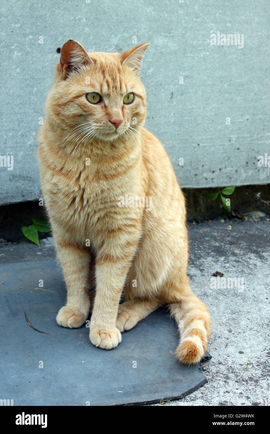 Rustic red cat Stock Photo - Alamy