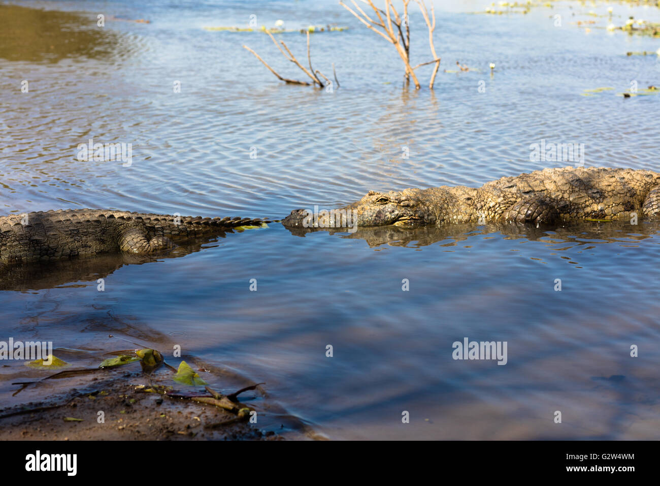 Sacred crocodile in Sabou, Burkina Faso, Africa Stock Photo - Alamy