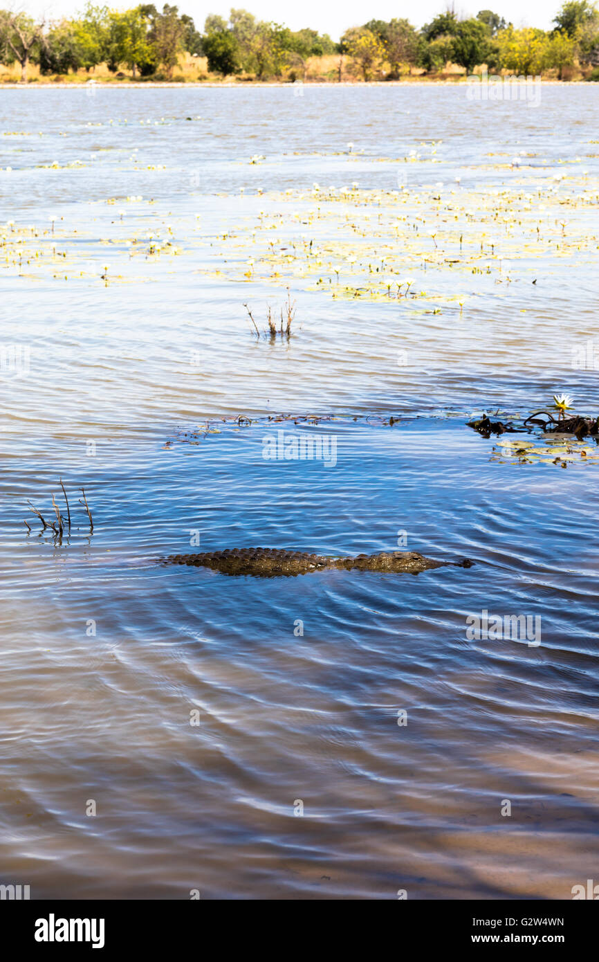 Sacred crocodile in Sabou, Burkina Faso, Africa Stock Photo - Alamy