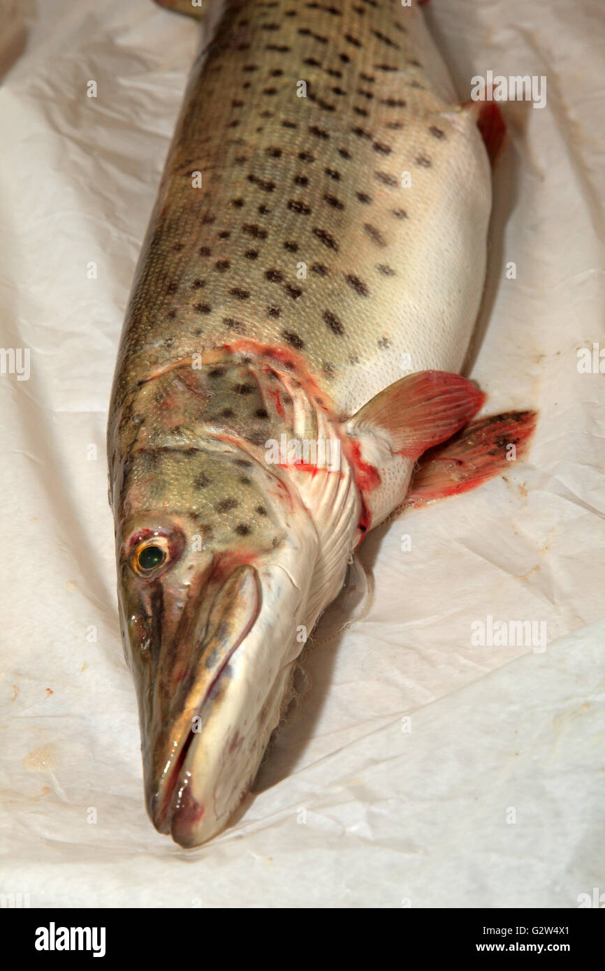 Fresh caught pike Stock Photo - Alamy