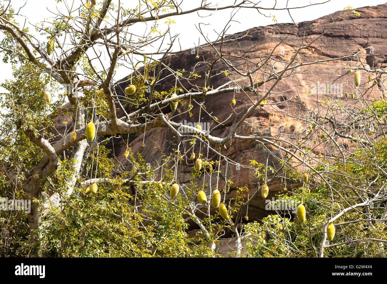 Bread tree, Artocarpus altilis, Burkina faso. Africa Stock Photo - Alamy