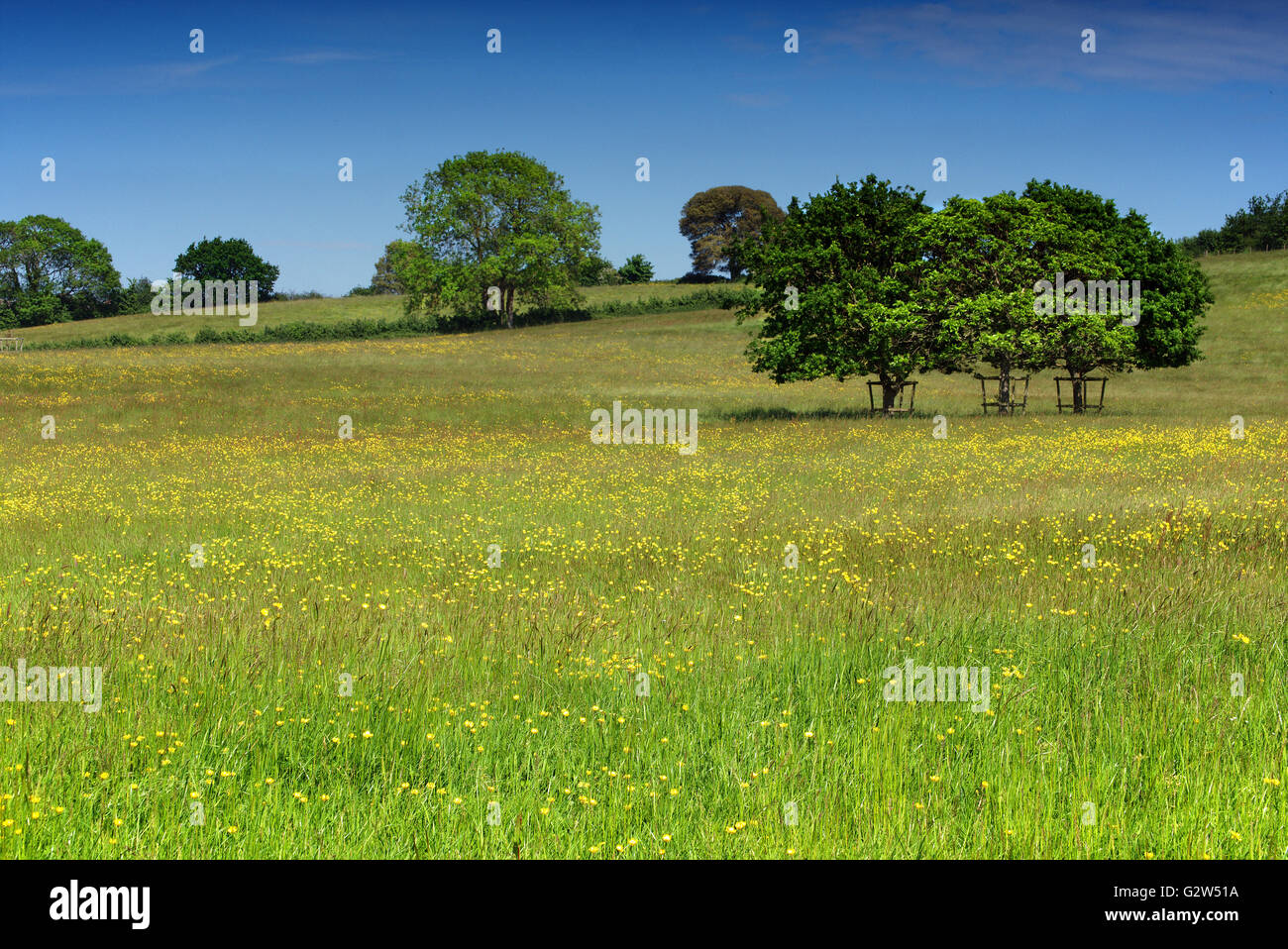 A typical English summer field, full of buttercups and grass Stock ...