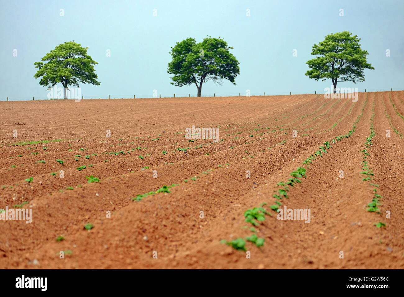 A ploughed and seeded field, in Devon, UK Stock Photo - Alamy