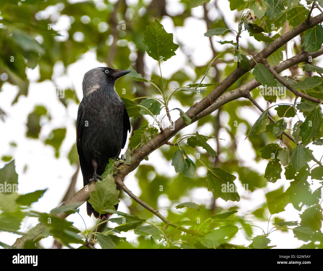Raven standing on branch hi-res stock photography and images - Alamy