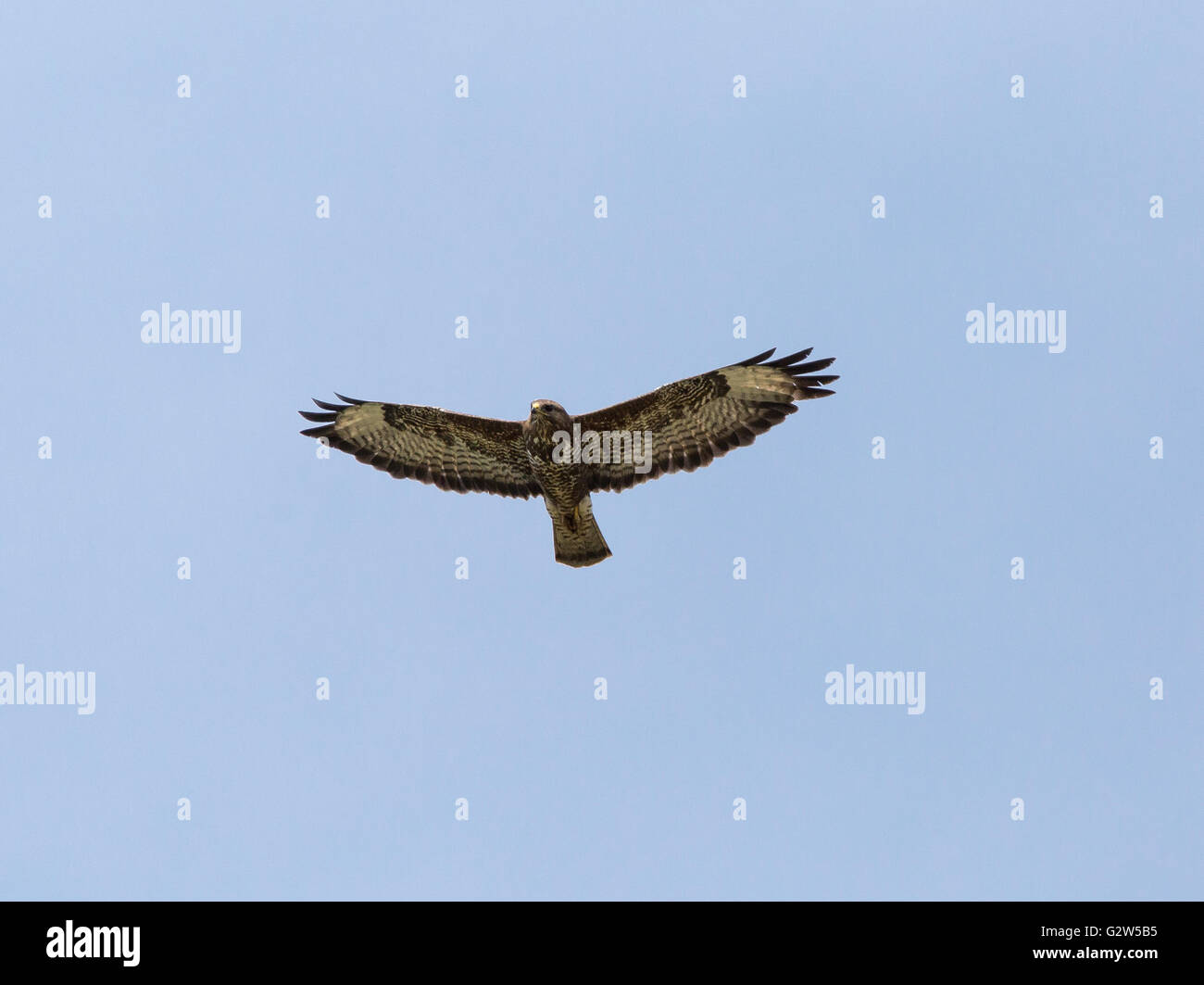 Blue underbelly hi-res stock photography and images - Alamy