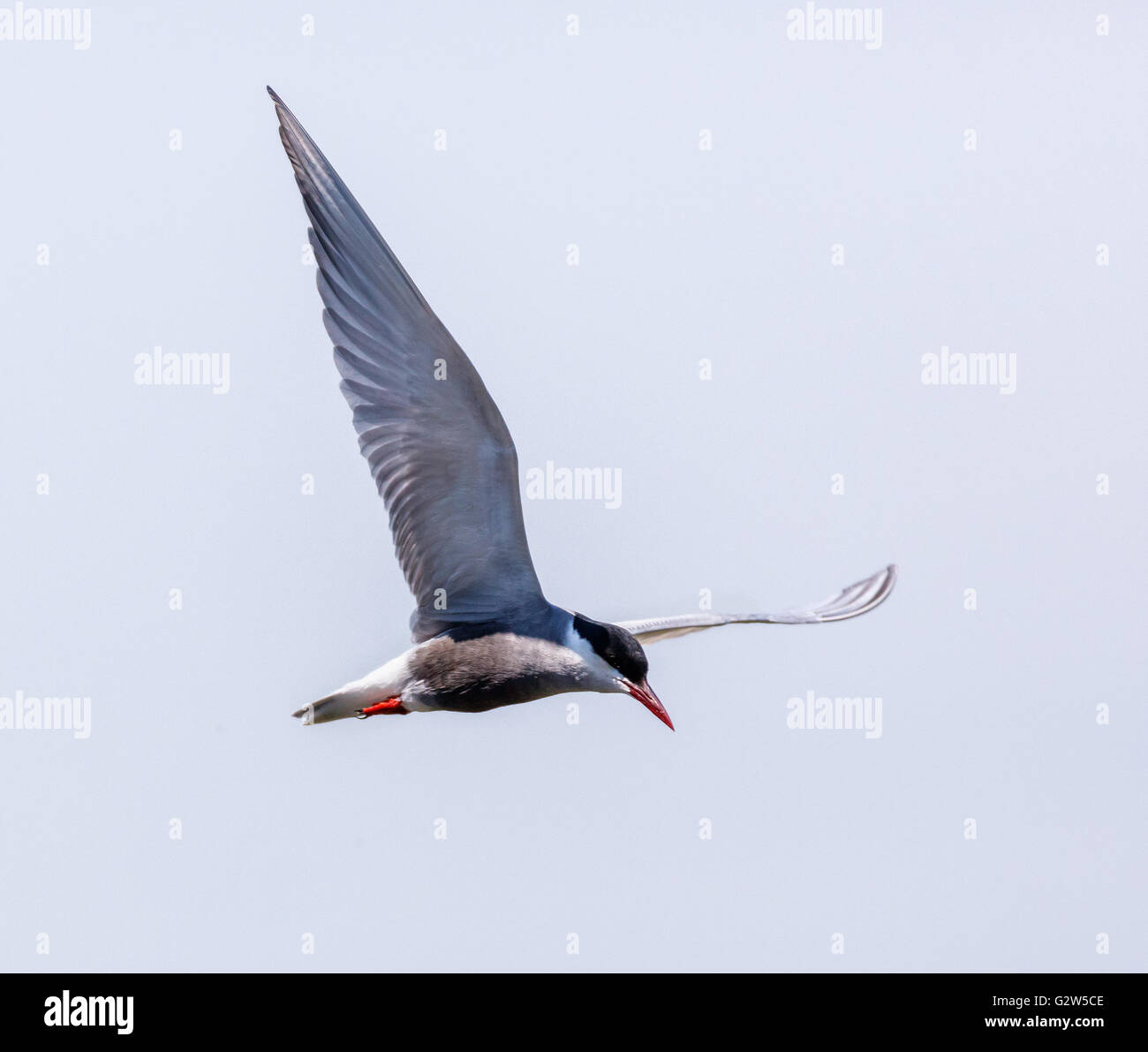 Common Tern (Sterna Hirundo) in flight on blue sky Stock Photo - Alamy