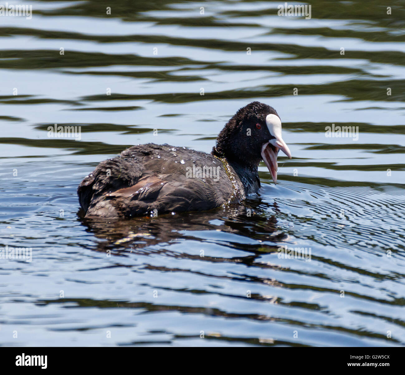 Eurasian coot (Fulica Atra) on water, swimming Stock Photo - Alamy