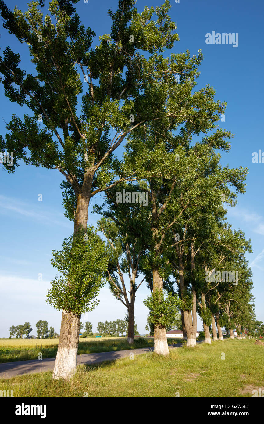 Big poplar hi-res stock photography and images - Alamy
