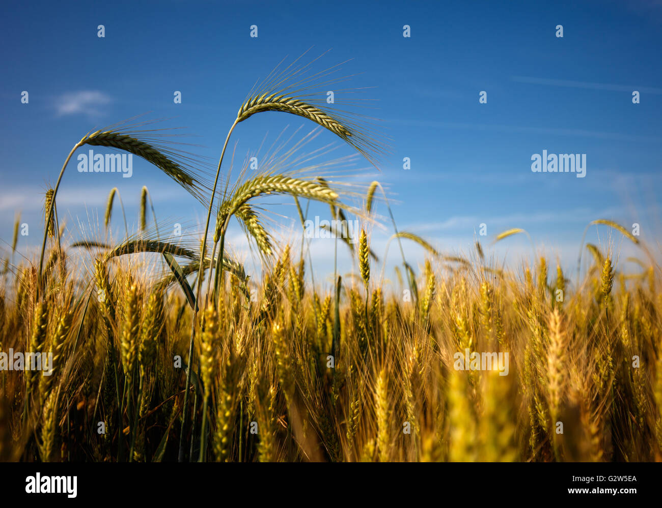 Closeup of wheat filed hi-res stock photography and images - Alamy