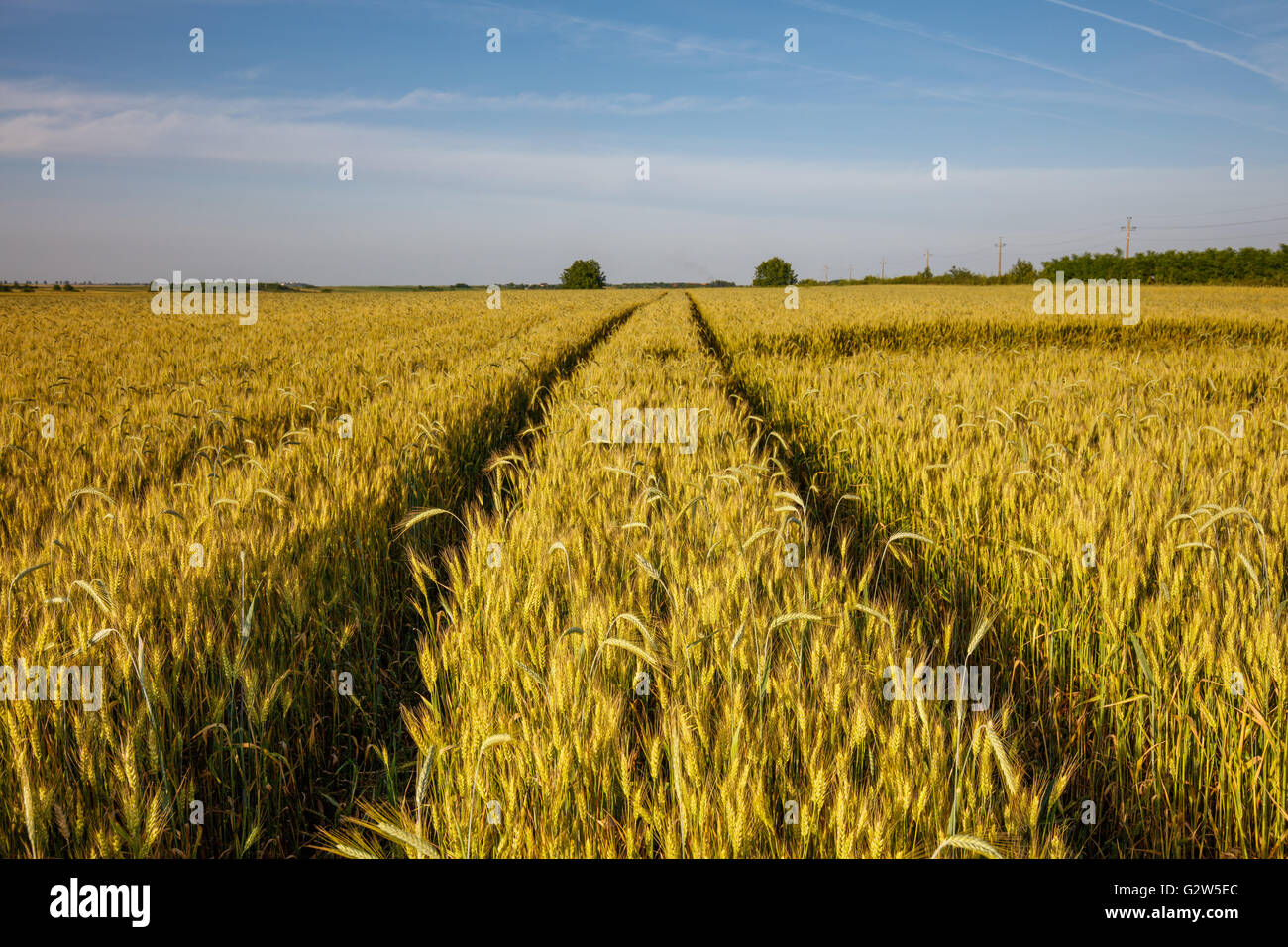 Rural road going through a wheat field Stock Photo - Alamy