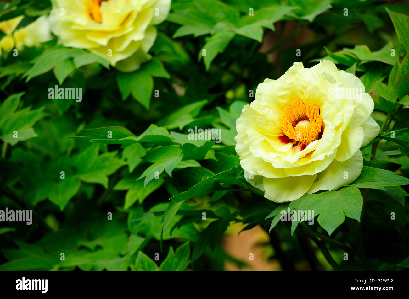 Yellow tree peony hi-res stock photography and images - Alamy
