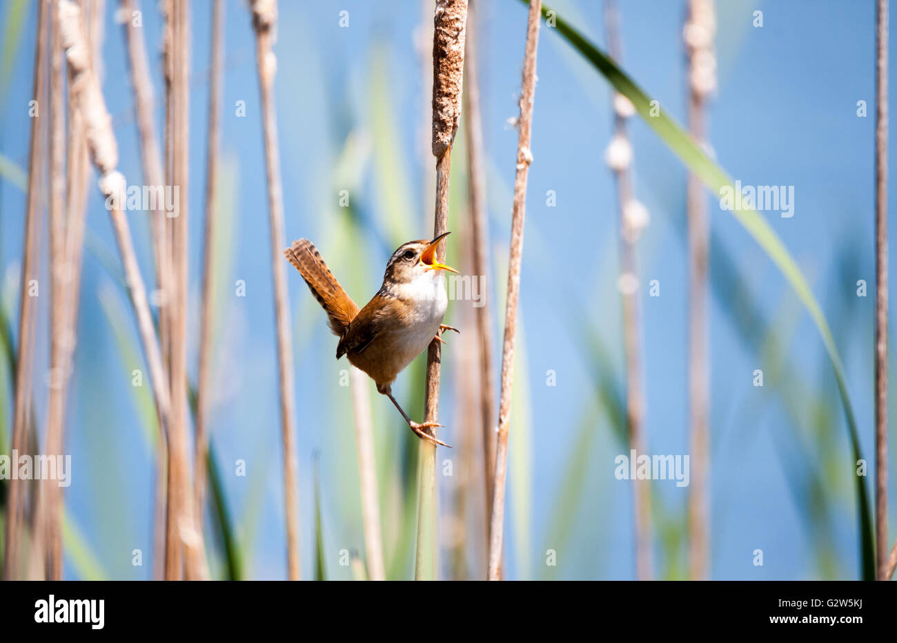 Marsh singer hi-res stock photography and images - Alamy