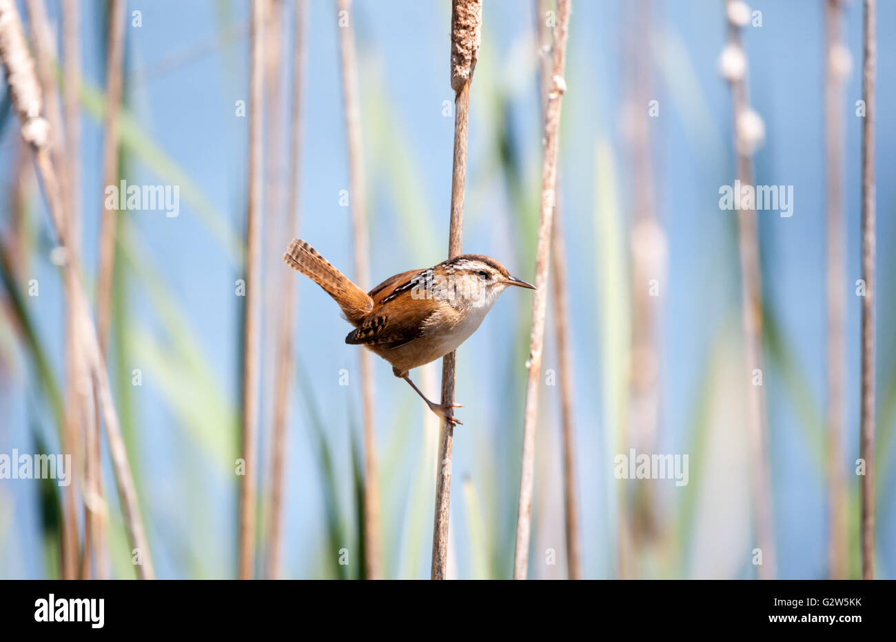 Marsh Wren holding onto a reed in the swamp Stock Photo - Alamy