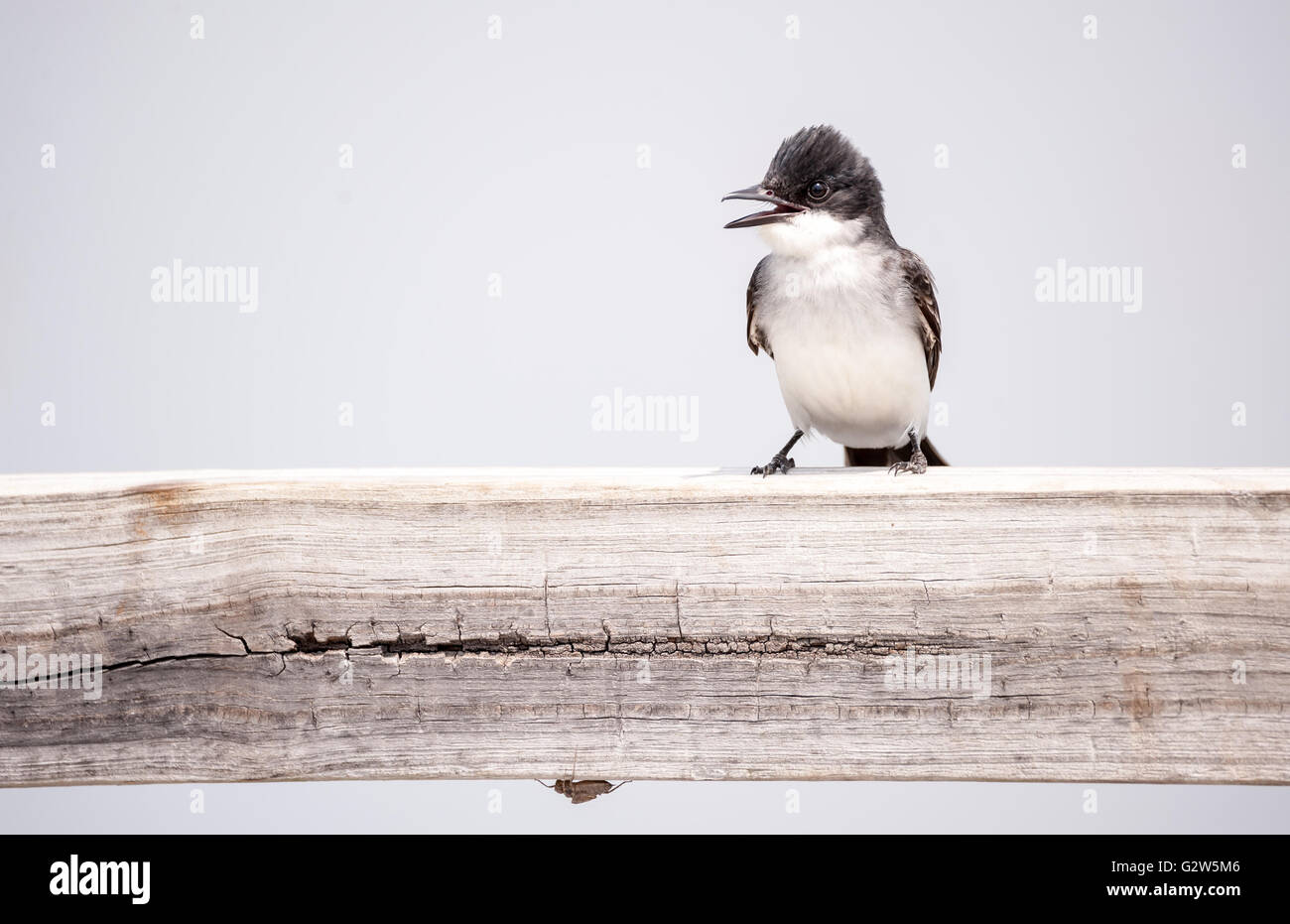 Baby Eastern Kingbird perched on wooden railing Stock Photo - Alamy