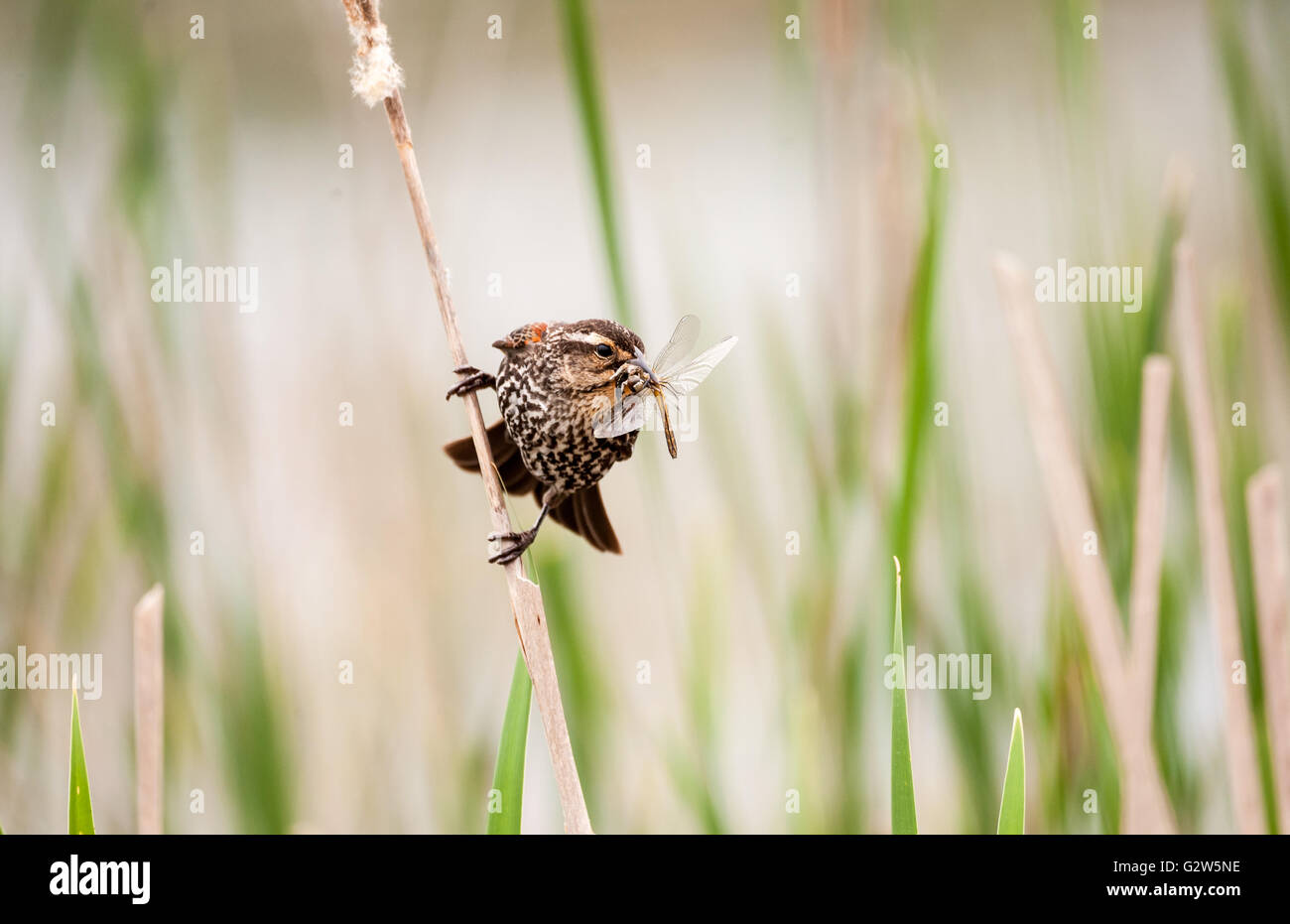 Female Red-Winged Blackbird carrying a large dragonfly in her beak ...
