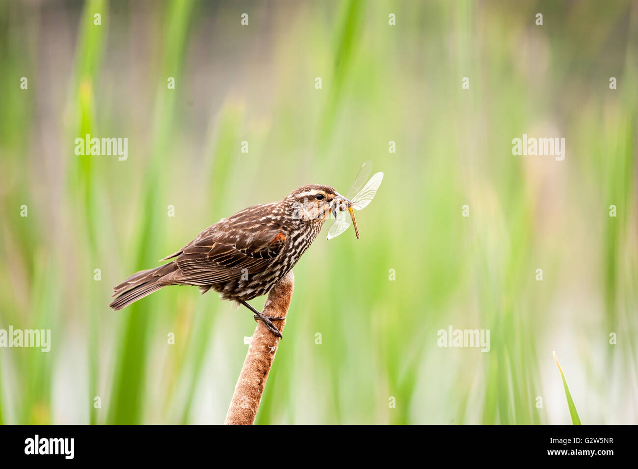 Female Red-Winged Blackbird carrying a large dragonfly in her beak ...